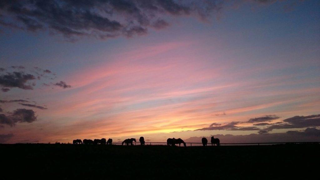 Les Chevaux Met Je Eigen Paard Op Vakantie Les Chevaux les-chevaux-met-je-eigen-paard-op-vakantie-les-chevaux